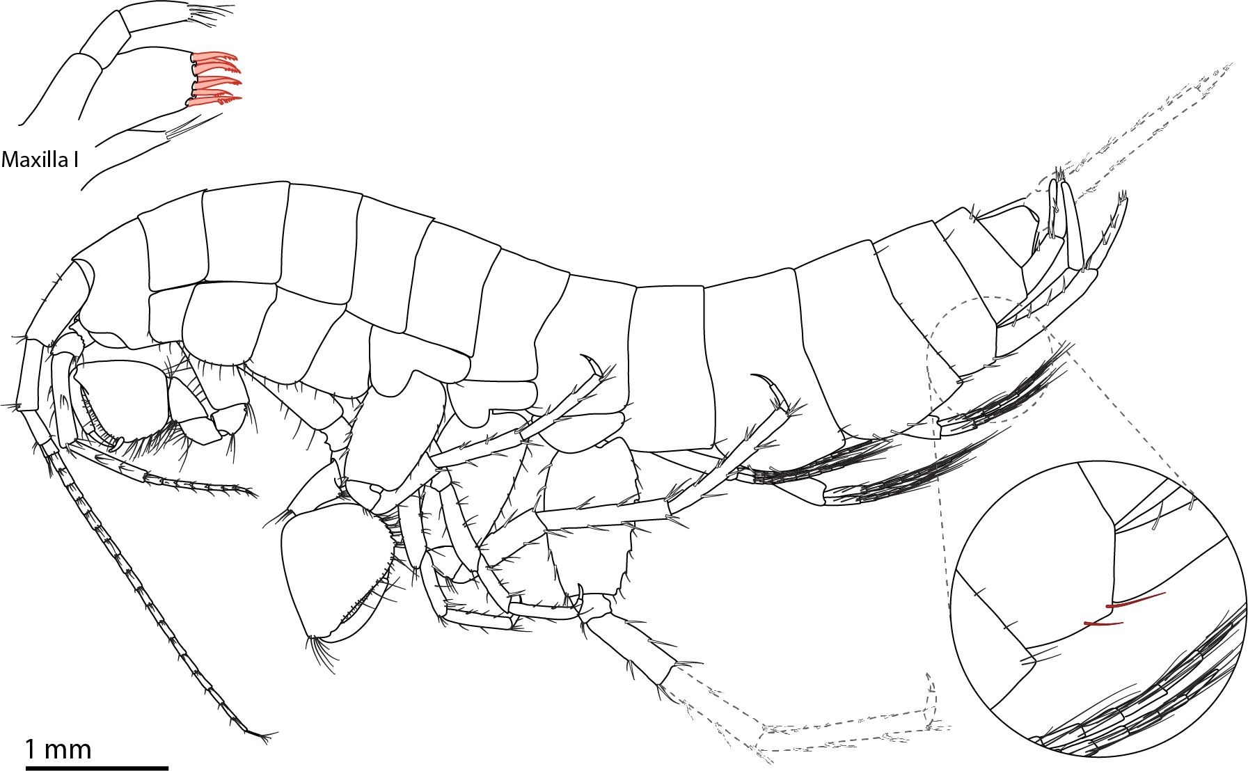 New groundwater amphipod discovered - Roman Alther - Freshwater Ecologist
